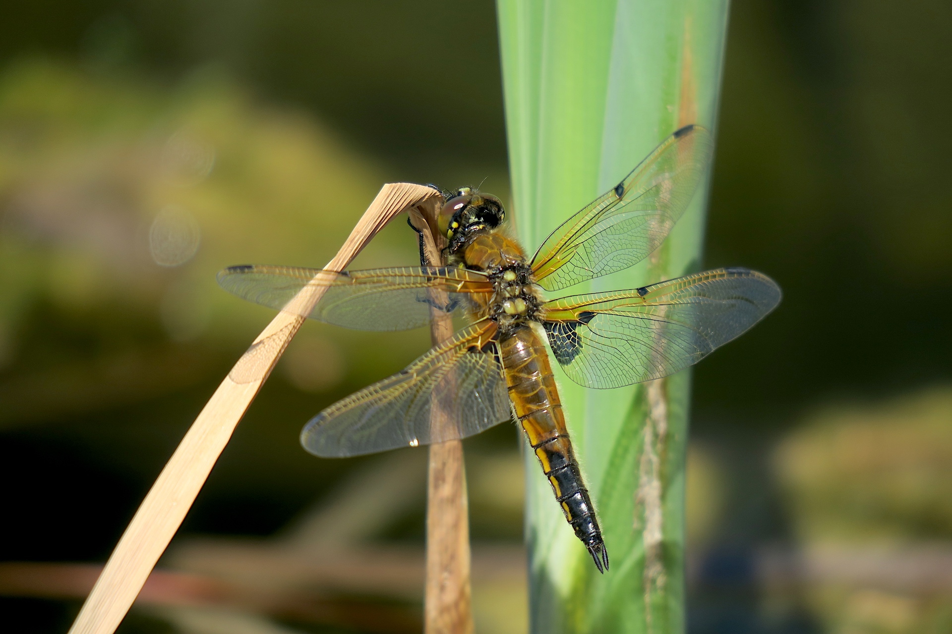 Libellula quadrimaculata Linnaeus, 1758