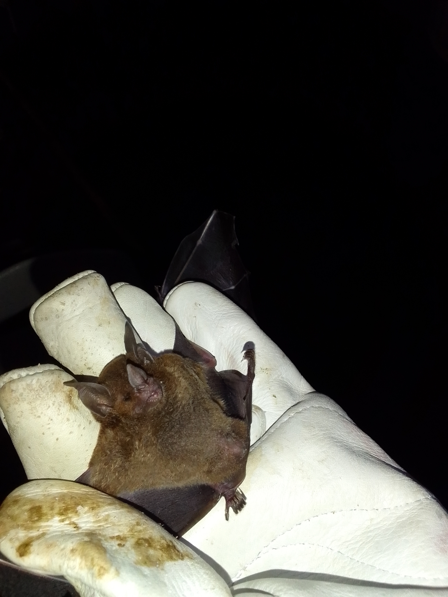 Carollia perspicillata (Linnaeus, 1758)