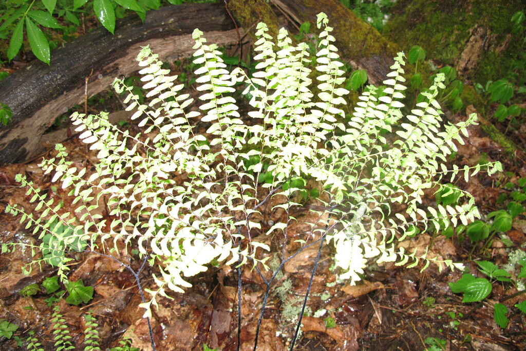 northern maidenhair fern from Waslick Poplar Trail, NC, USA on April 26 ...