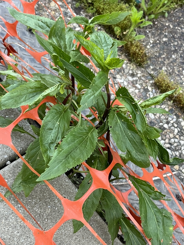 dicots from N Fourth St, St. Louis, MO, US on May 1, 2023 at 06:04 PM ...