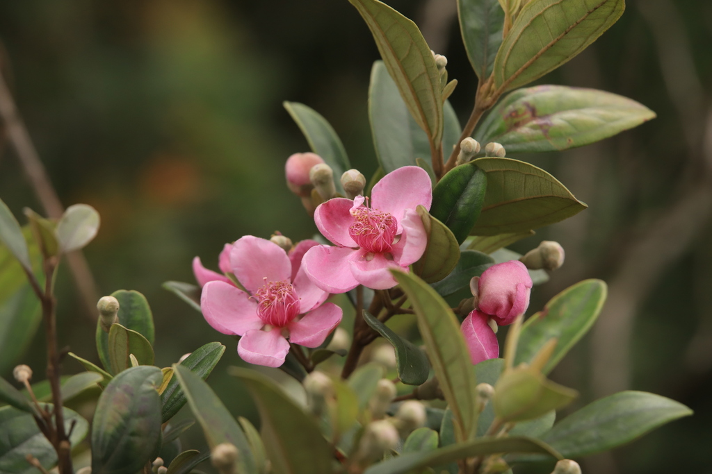 Rose Myrtle from 香港獅子山 on April 30, 2023 at 01:03 PM by Holis Lam ...