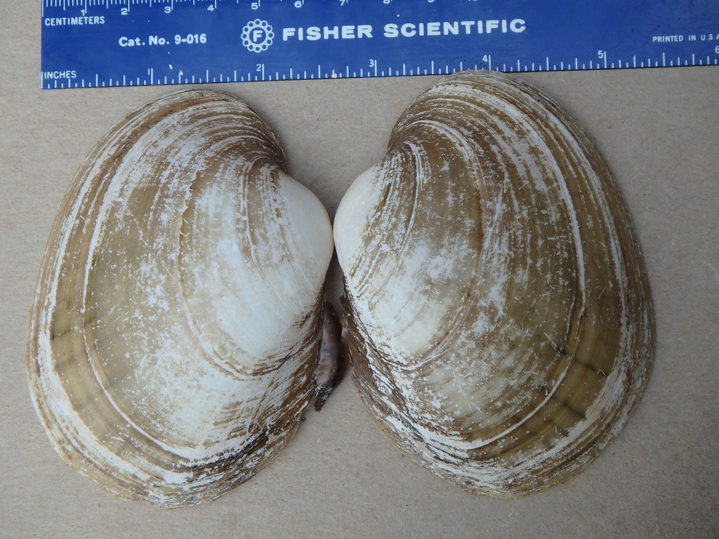 Plain Pocketbook from Winnebago County, IL, USA on May 1, 2023 at 09:33 ...