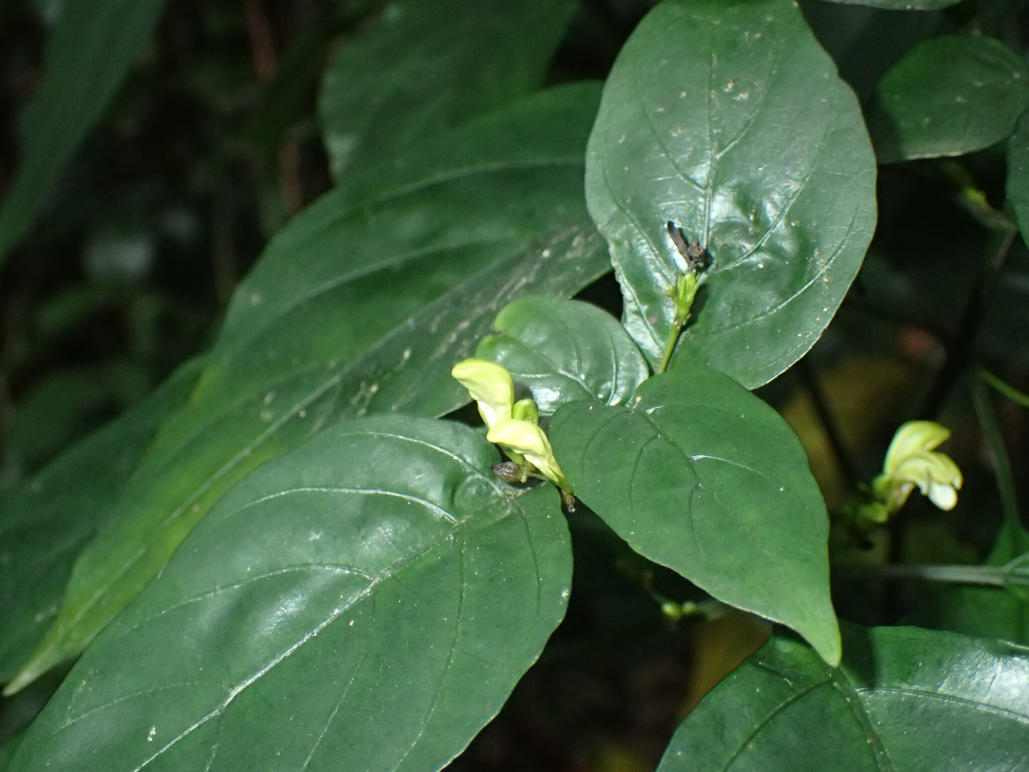 Justicia campylostemon (Nees) T.Anderson