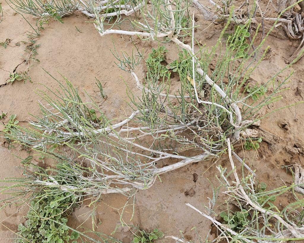 Haloxylon persicum in April 2023 by Rob Palmer · iNaturalist