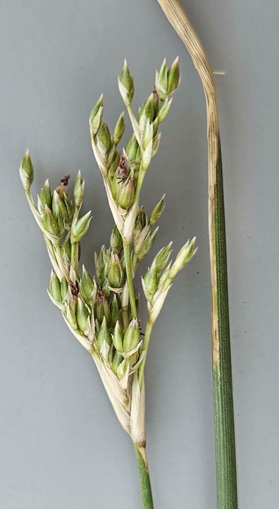 Salt Rush in April 2023 by Rob Palmer · iNaturalist