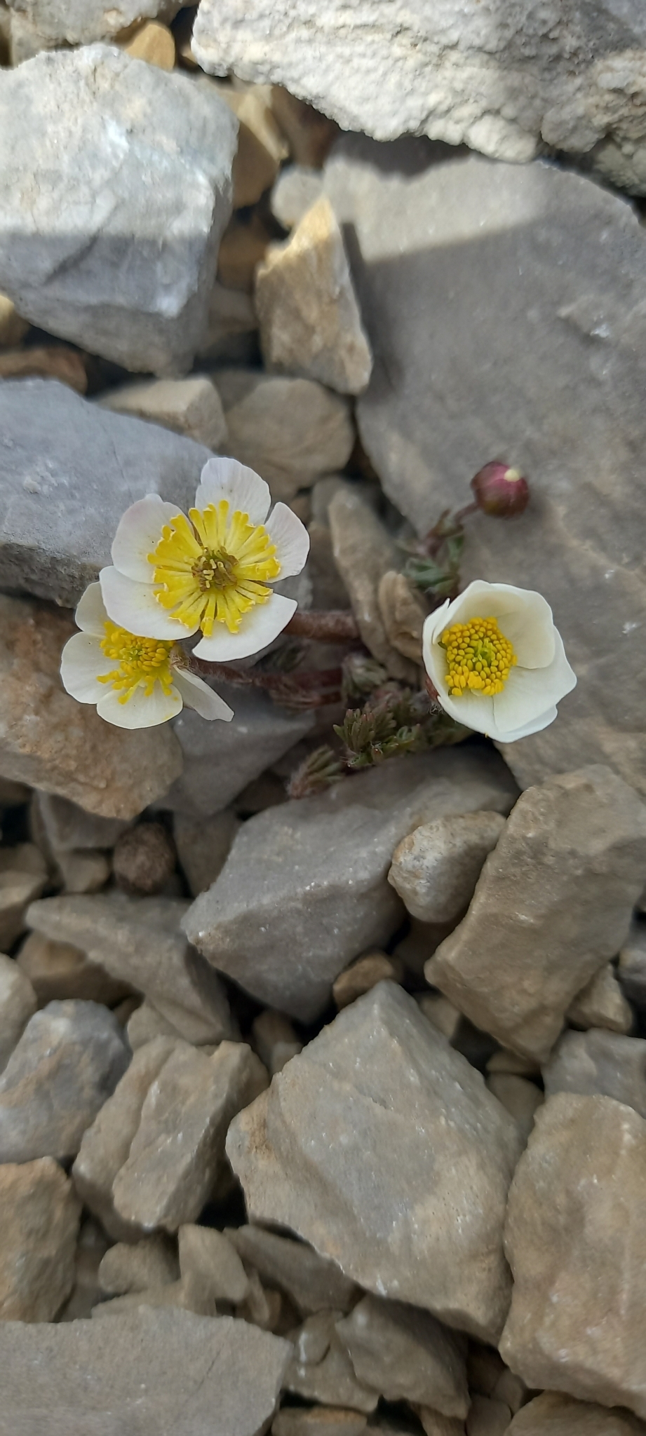 Ranunculus seguieri Vill.