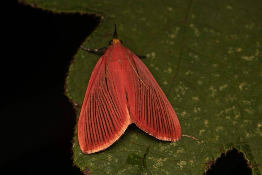 Arctioblepsis rubida C.Felder & R.Felder, 1862