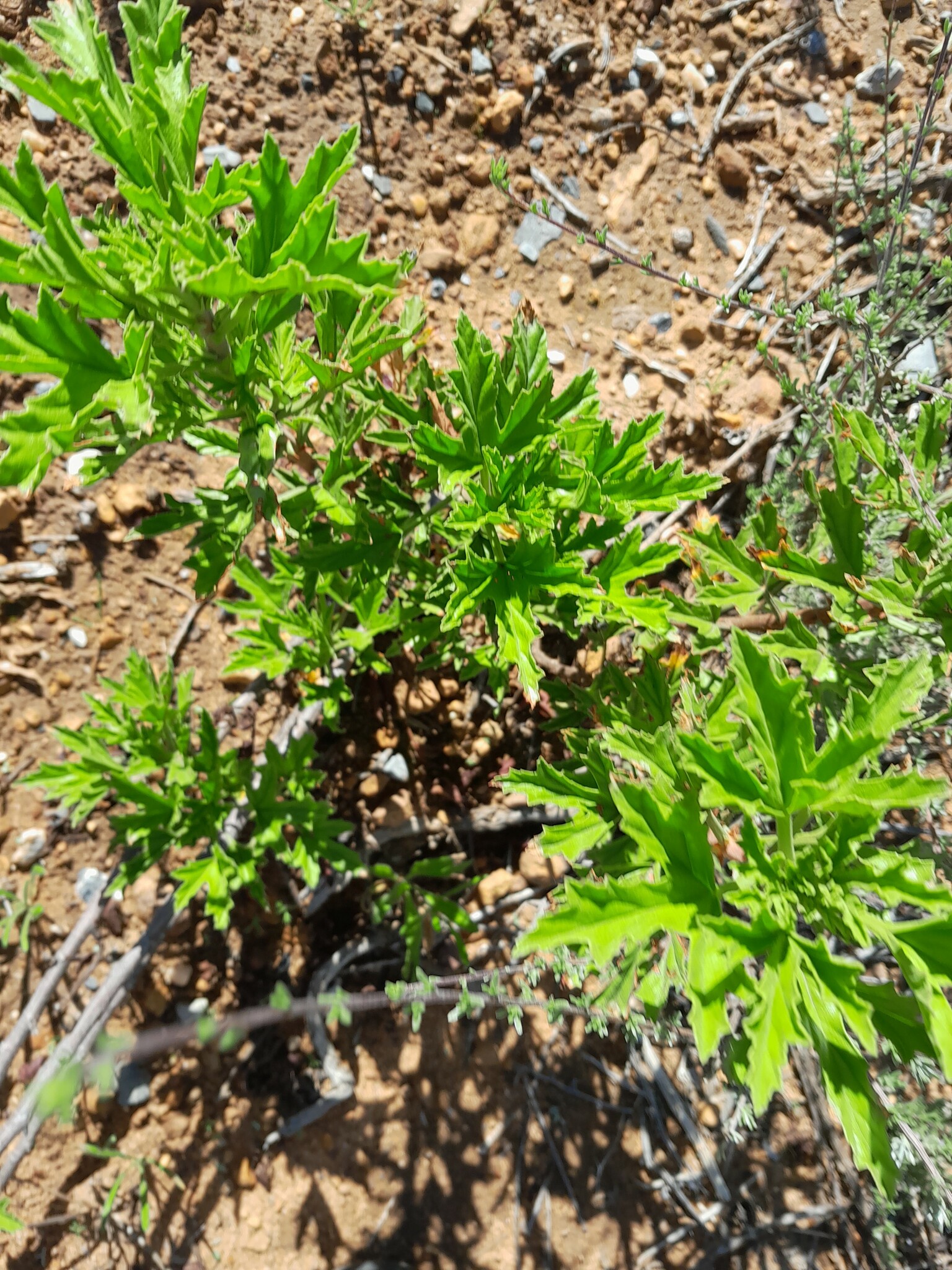 Pelargonium scabrum (L.) L'Hér.