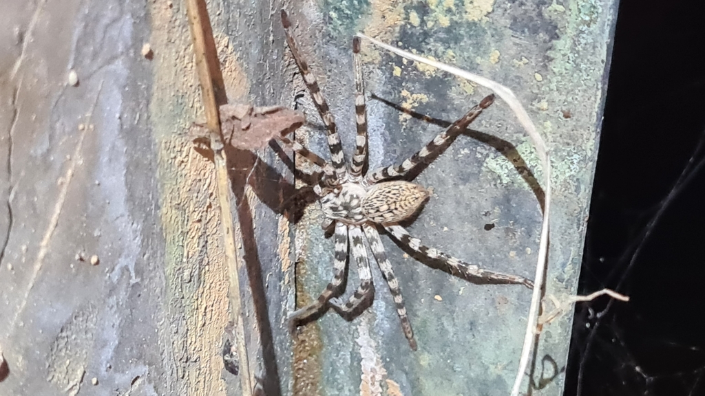 Walckenaer's Huntsman Spider from Komolac, Croatie on May 2, 2023 at 05 ...