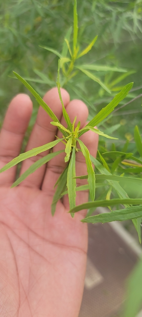 Poverty Weed from Thelka, San Antonio, TX, USA on May 2, 2023 at 10:19 ...