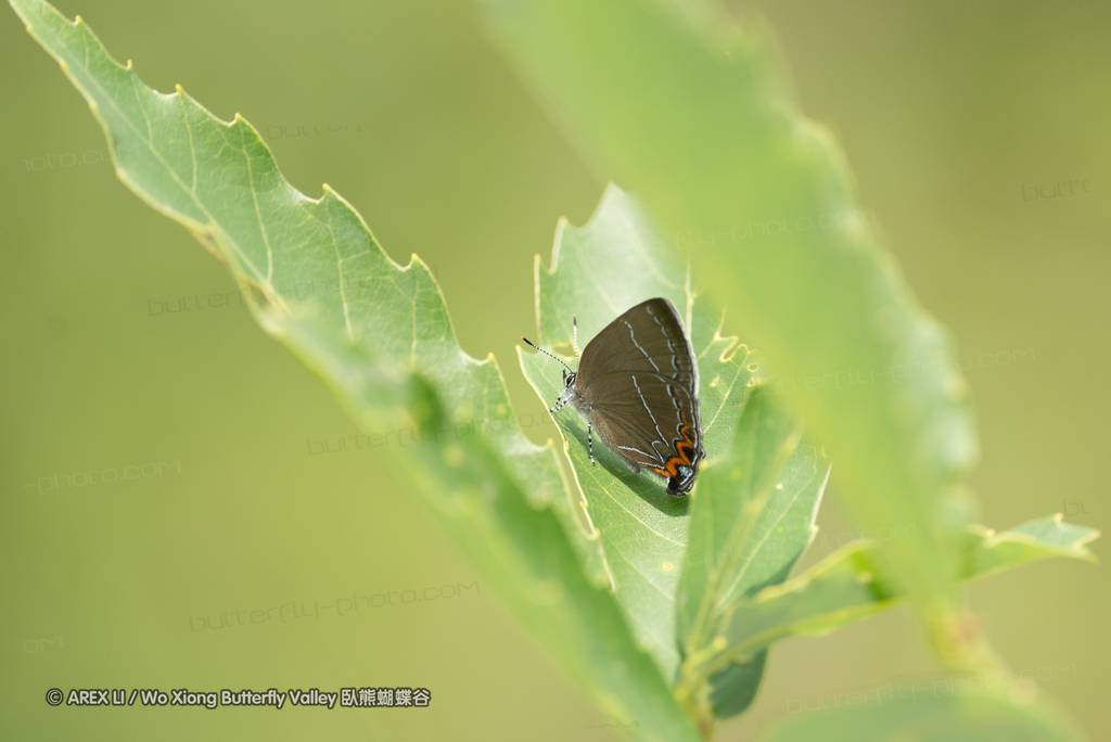 Satyrium percomis from 中國陝西省安康市寧陝縣 on May 24, 2013 at 12:30 PM by Arex ...