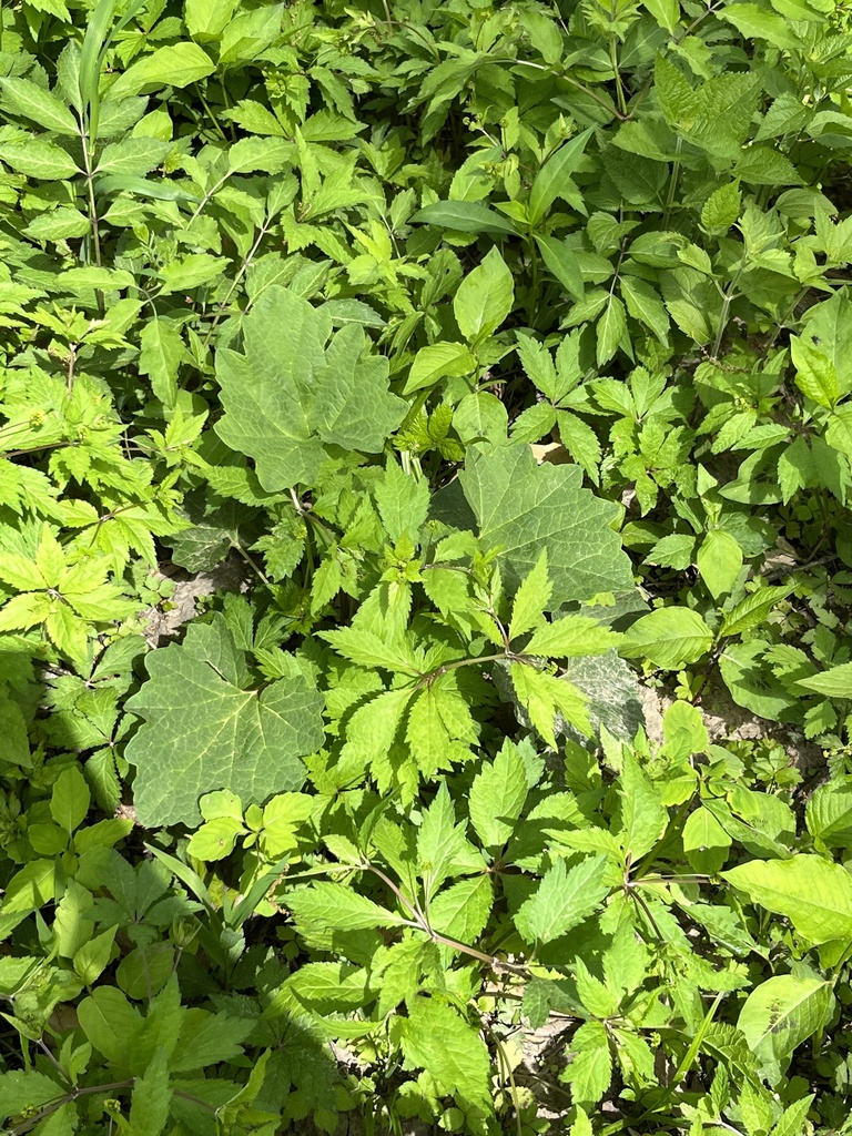 dicots from Forest Park, St. Louis, MO, US on May 1, 2023 at 02:27 PM ...