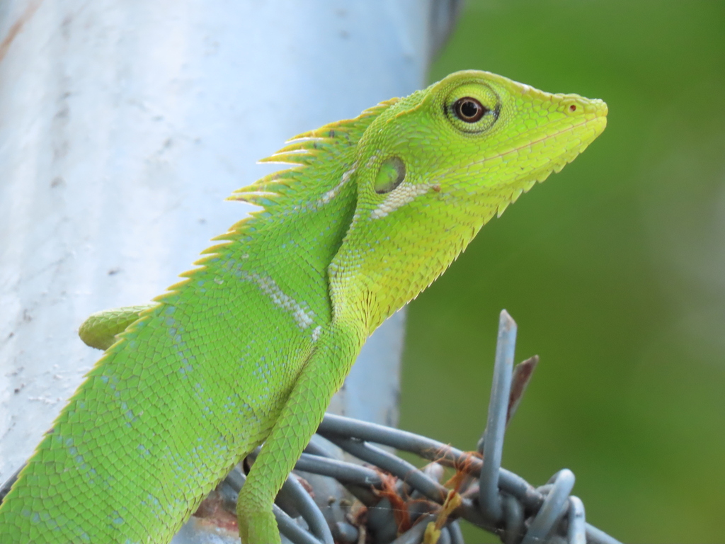 Great Crested Canopy Lizard from Depok, Sleman Regency, Special Region ...