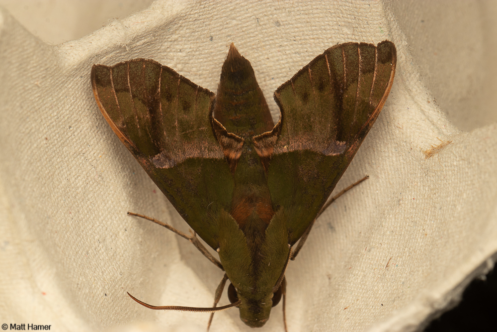 Angonyx testacea Walker, 1856