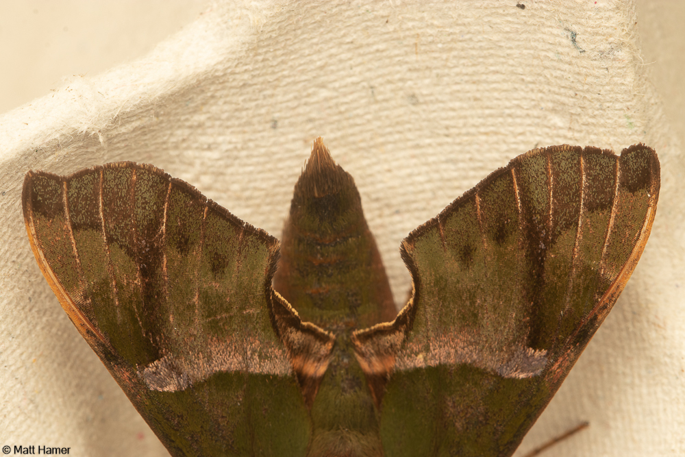 Angonyx testacea Walker, 1856