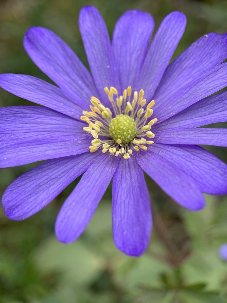 Greek Anemone from Vaihinger Straße, Stuttgart, Baden-Württemberg, DE ...