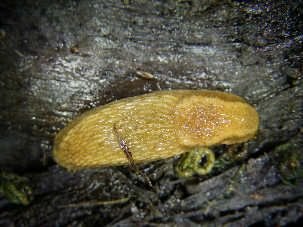 Arion Slugs from Erie County, PA, USA on May 1, 2023 at 03:10 PM by ...