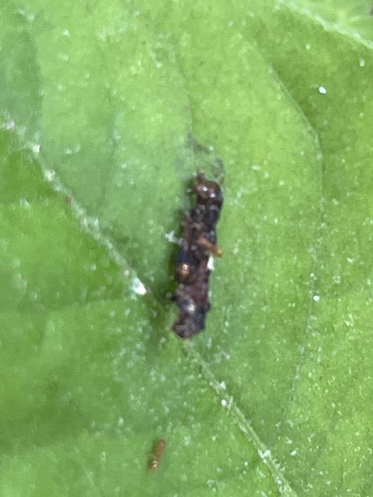 Insects from Forest Park, St. Louis, MO, US on May 1, 2023 at 02:22 PM ...