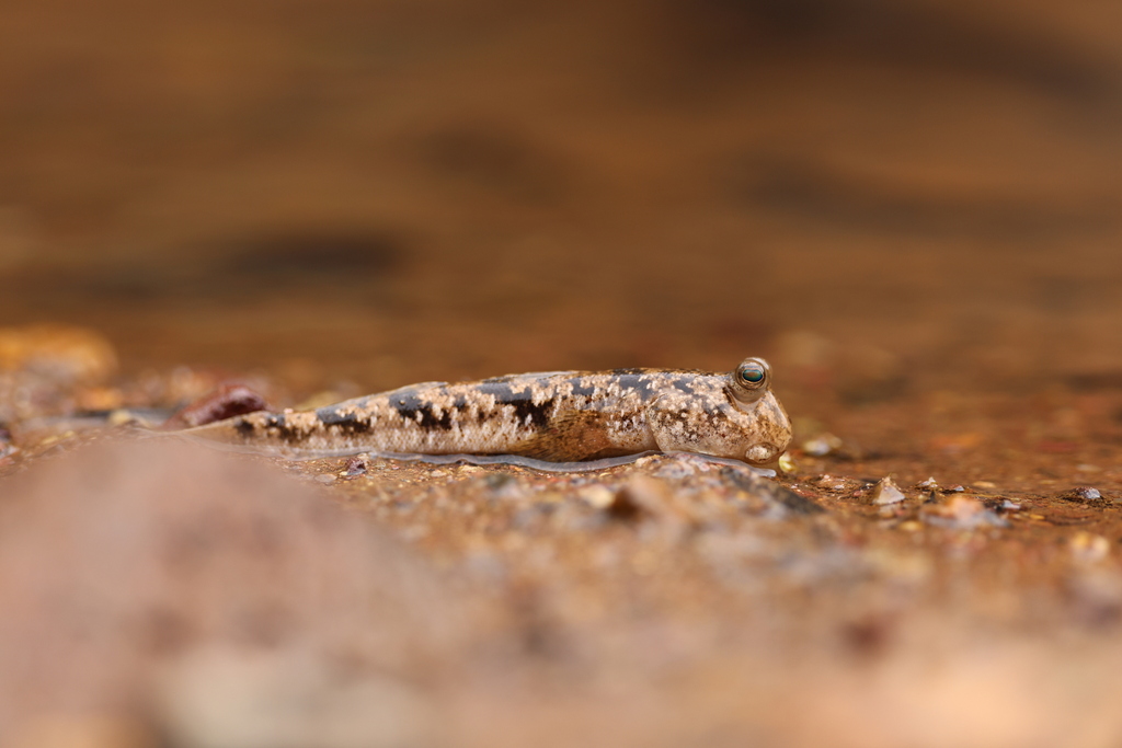 Shuttles hoppfish from 香港船灣 on May 1, 2023 at 01:52 PM by gary_siu ...