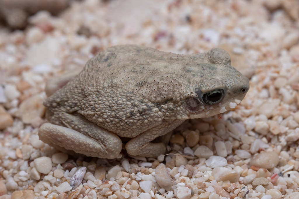 Dhofar Toad from Qurayyat, Omanas on 13 March, 2023 at 07:40 AM by ...
