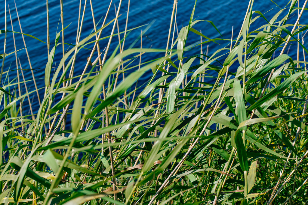 common reed from Cameron Parish, LA, USA on April 22, 2023 at 10:45 AM ...