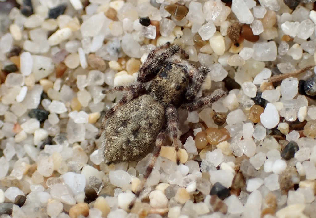 Intertidal Jumping Spider from El Granada, CA, USA on May 01, 2023 at ...