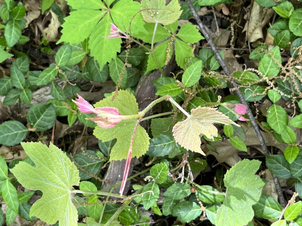 summer grape from Forest Park, St. Louis, MO, US on May 1, 2023 at 02: ...