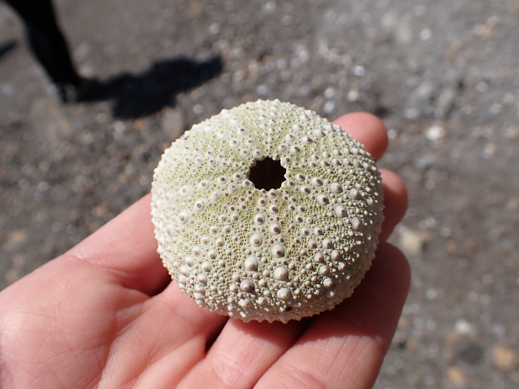 Pacific Purple Sea Urchin from El Granada, CA, USA on May 01, 2023 at ...