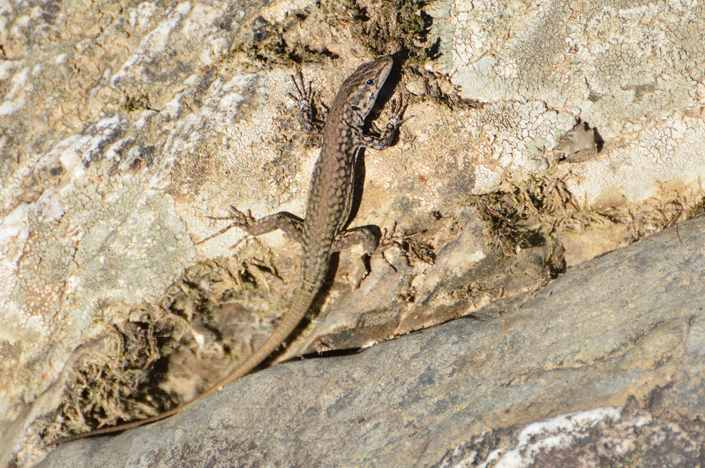 Green Iberian Wall Lizard from Cáceres, Spanje on April 18, 2023 at 09: ...