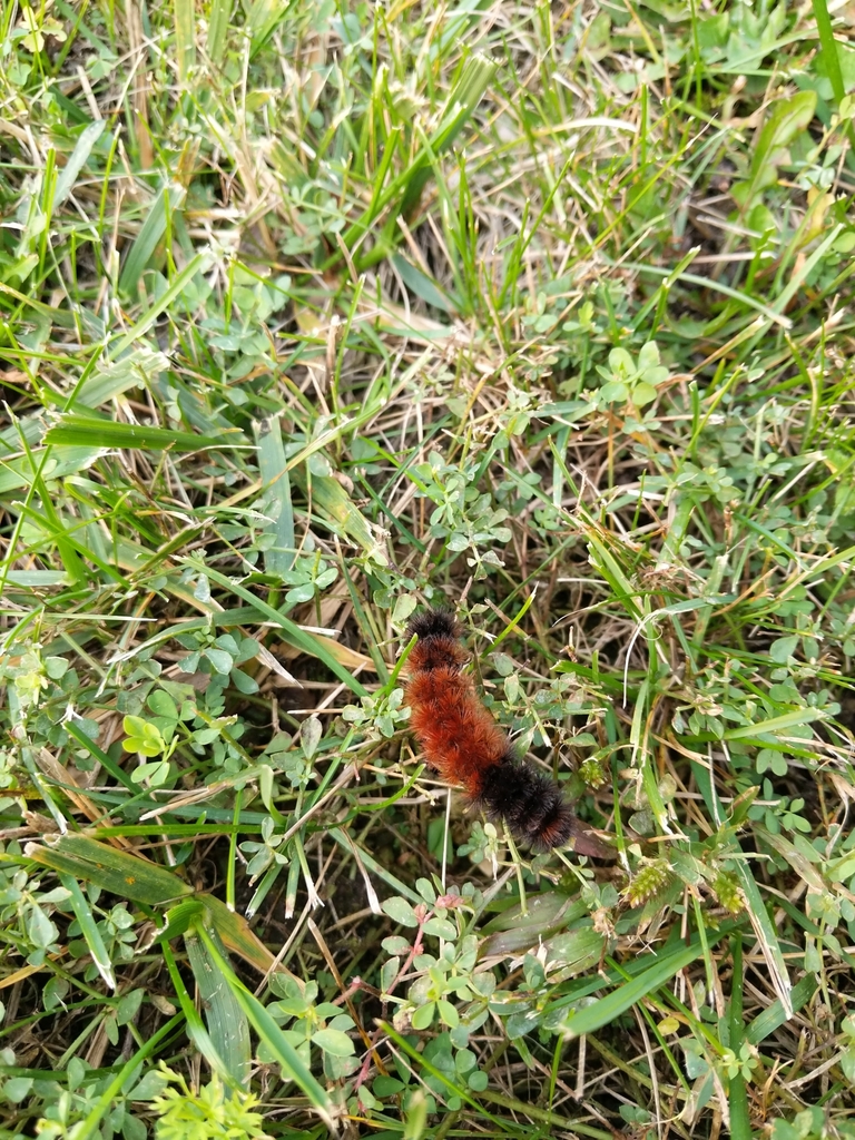 Isabella Tiger Moth from Plymouth, WI, USA on September 20, 2020 at 05: ...