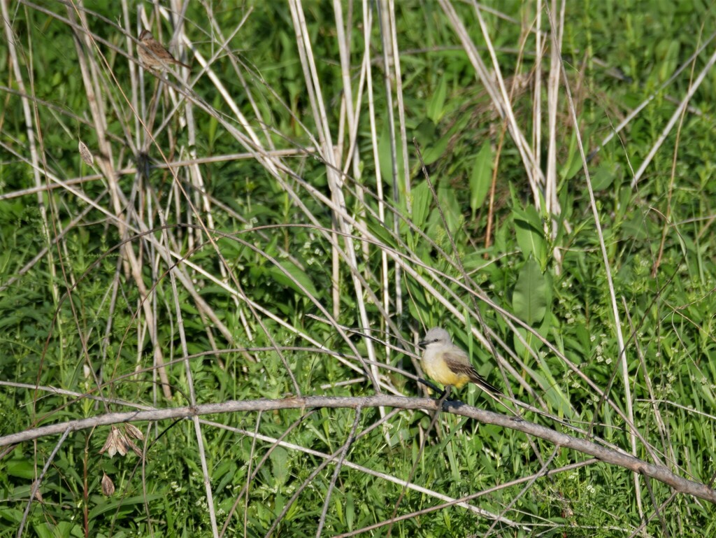Western Kingbird from Collin, Texas, United States on May 01, 2023 at ...