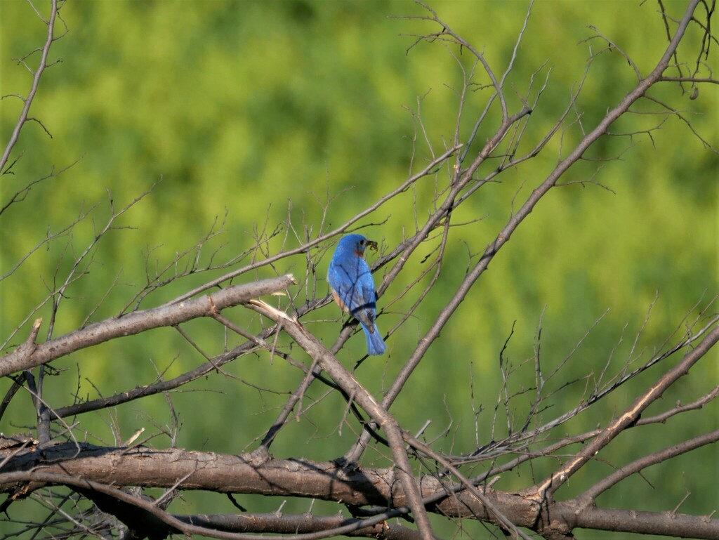 Eastern Bluebird from Collin, Texas, United States on May 01, 2023 at ...