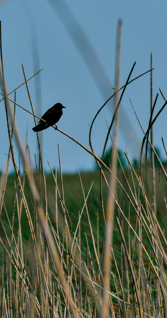 Red-winged Blackbird from Cameron Parish, LA, USA on April 22, 2023 at ...