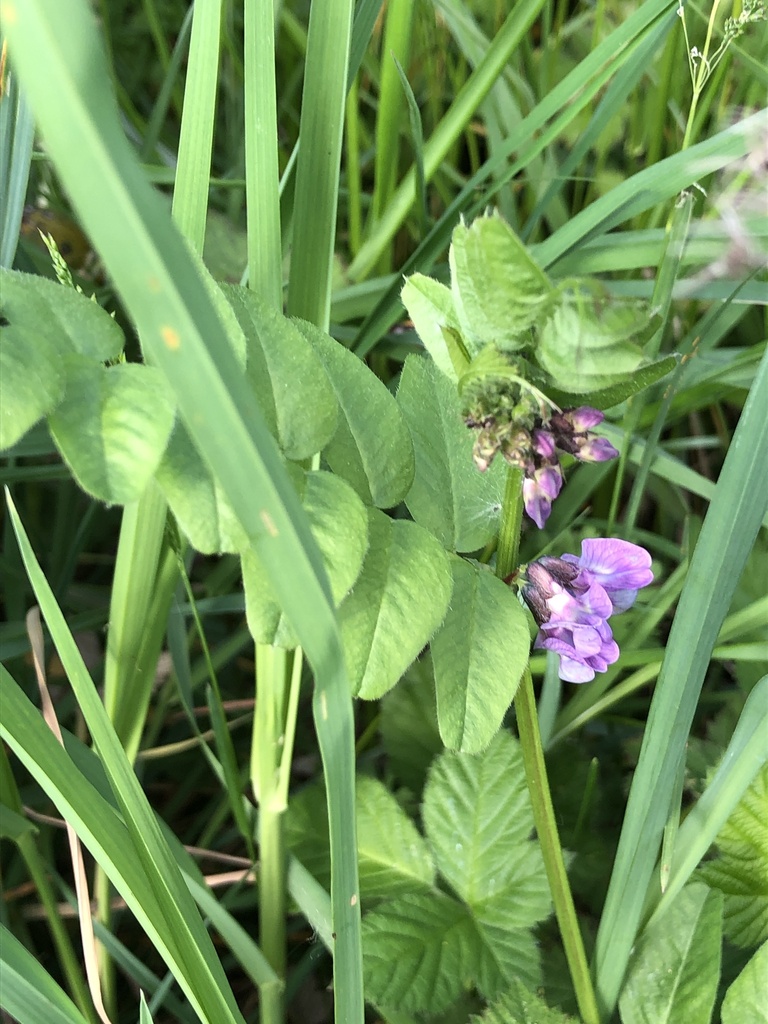 Bush Vetch from Tacitusstraße, Frankfurt am Main, Hessen, DE on 02 May ...