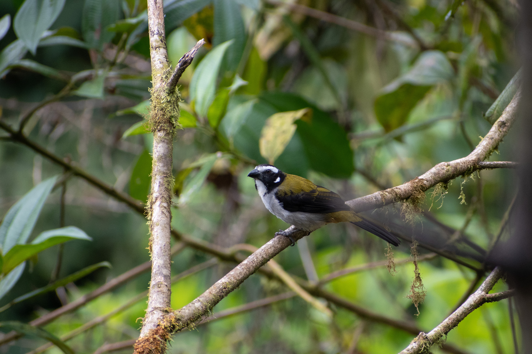 Saltator atripennis P.L.Sclater, 1857