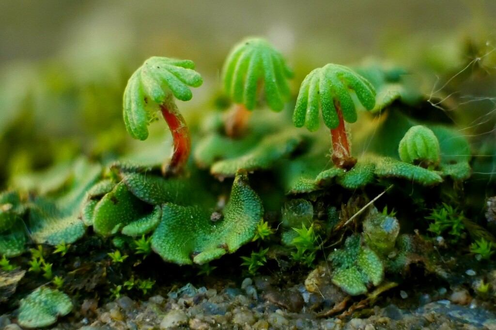 Common Liverwort in May 2023 by frvh · iNaturalist
