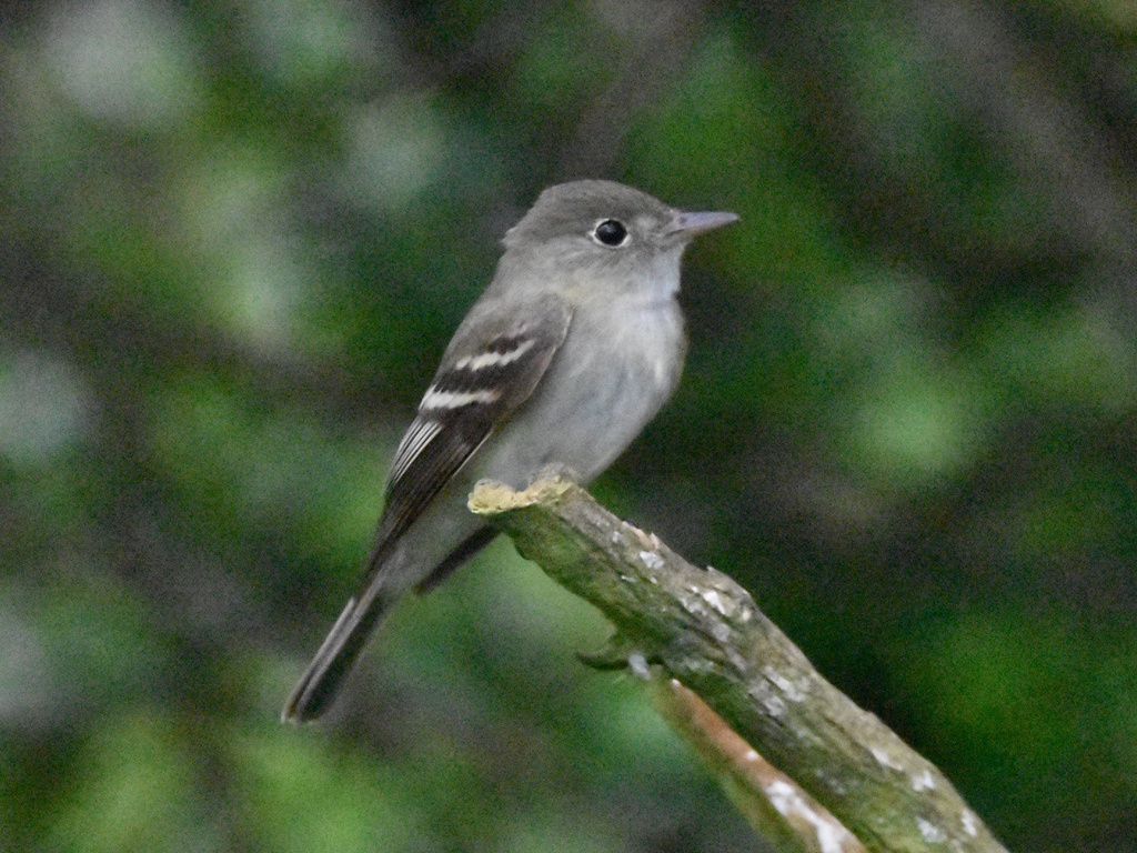 Acadian Flycatcher from South Padre Island, TX 78597, USA on April 23 ...