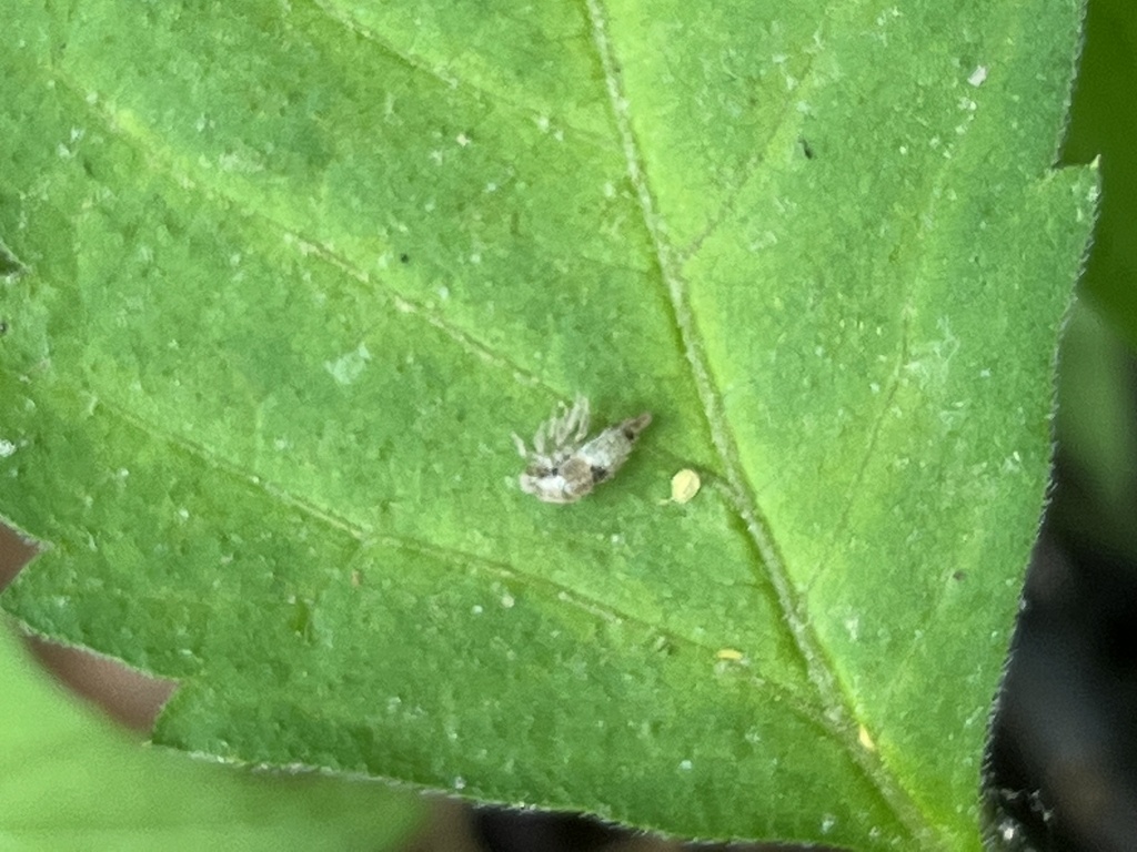 Winged and Once-winged Insects from Forest Park, St. Louis, MO, US on ...