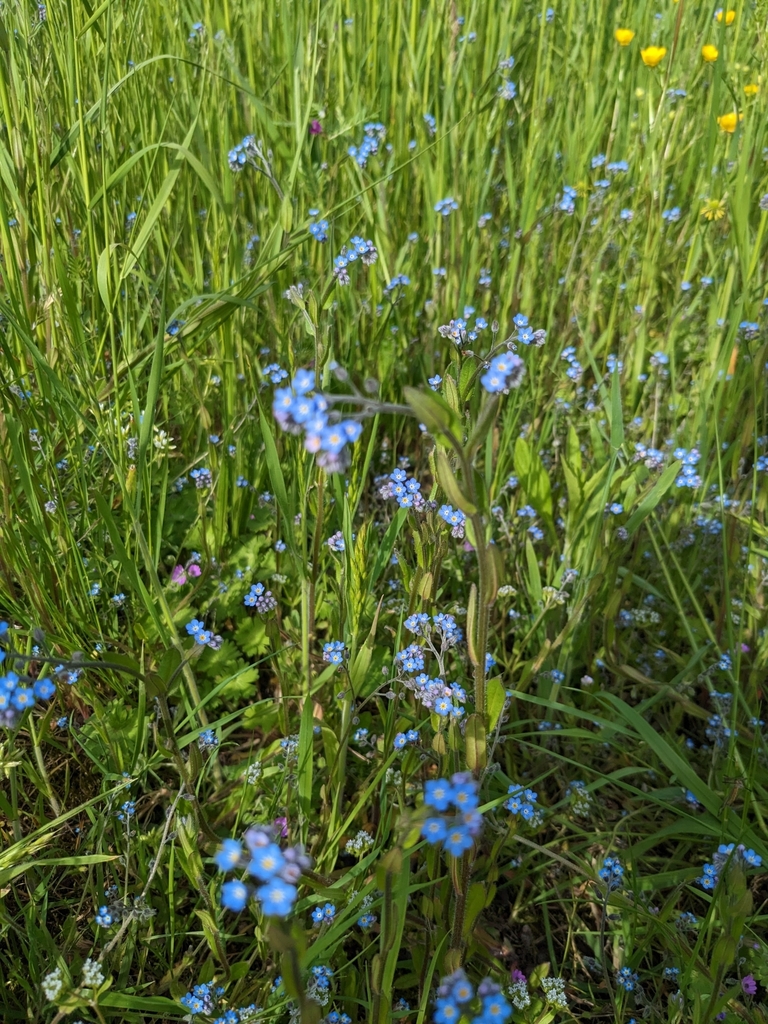 field forget-me-not from UNIL on 28 April, 2023 at 05:37 PM by Alby ...