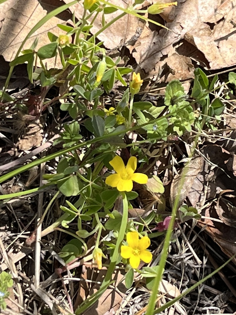woodsorrels from Whitecliff Park, Crestwood, MO, US on May 1, 2023 at ...