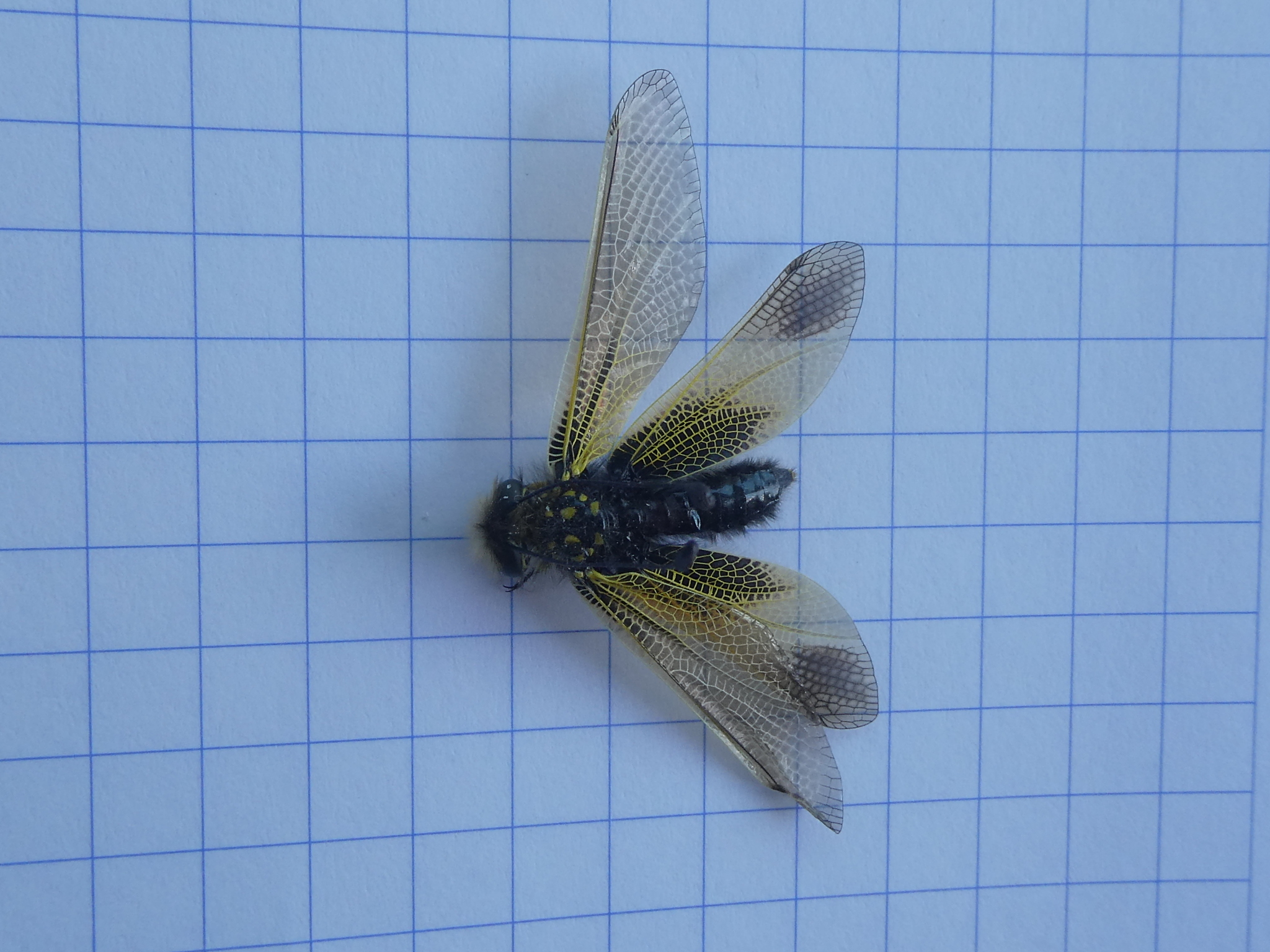 Libelloides ictericus (Charpentier, 1825)