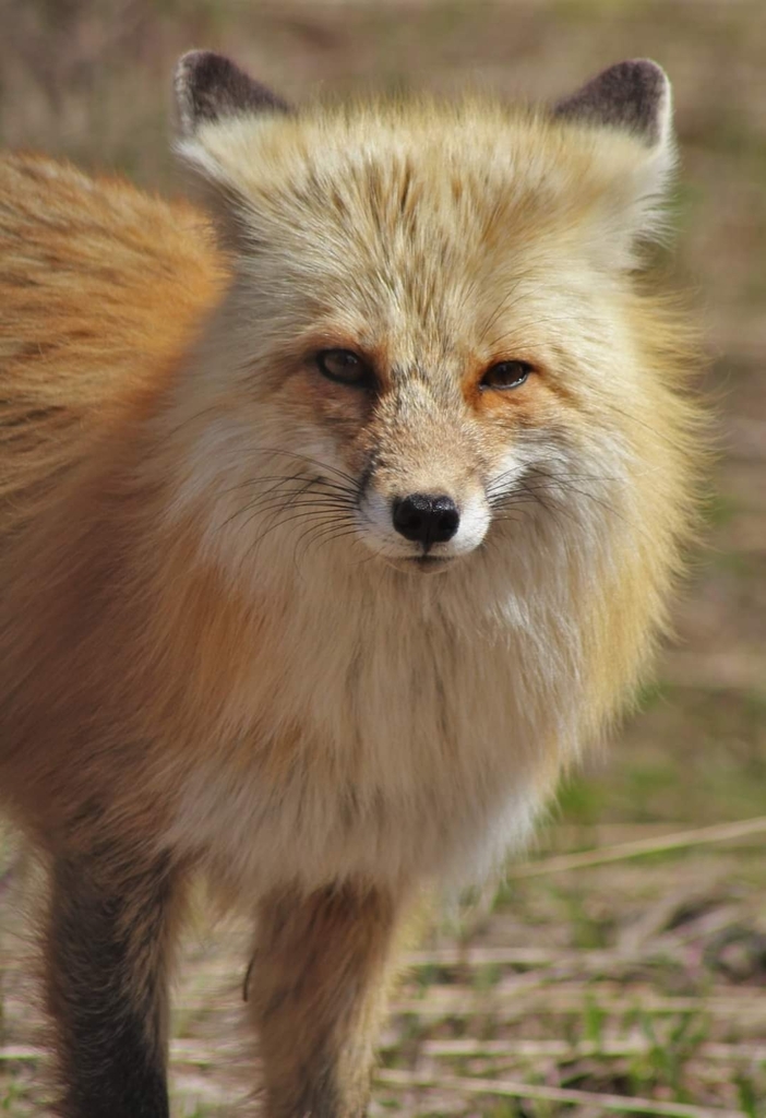 Red Fox from Bonney Lake, WA 98391, USA on May 1, 2023 by Tim ...