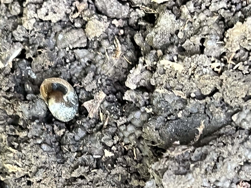 Gastropods from Whitecliff Park, Crestwood, MO, US on May 1, 2023 at 11 ...