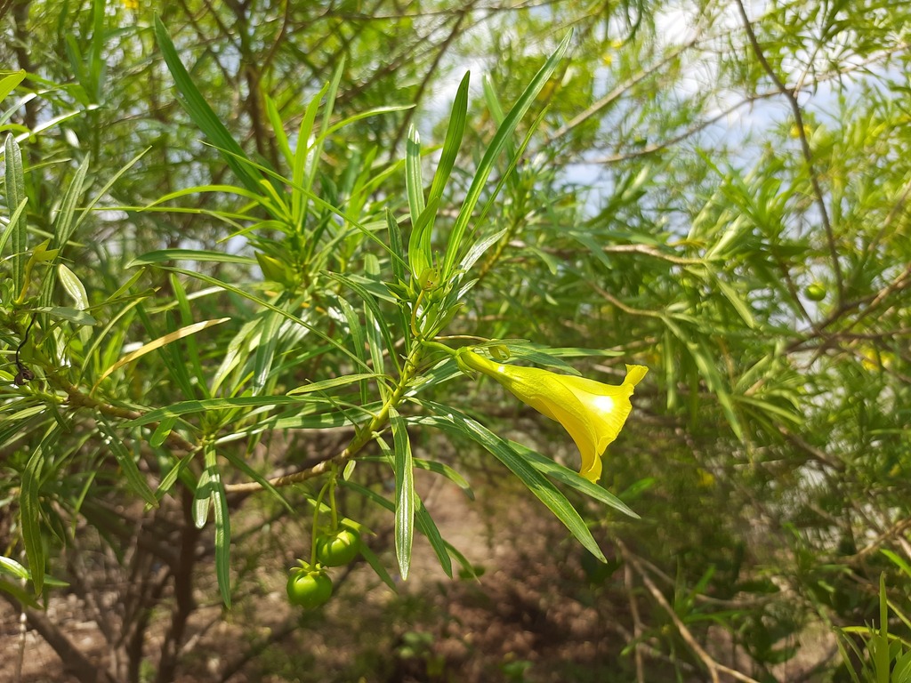 Be-still tree from Dehu Road, Jayprakash Nagara, Teachers Colony, Pune ...