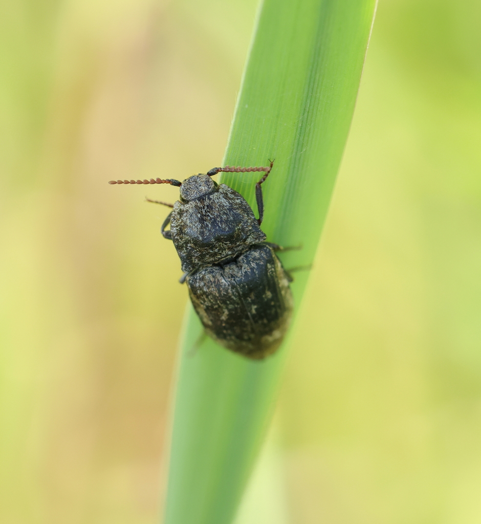 Mottled dingy-brown click beetle from Gonfreville-l'Orcher, France on ...