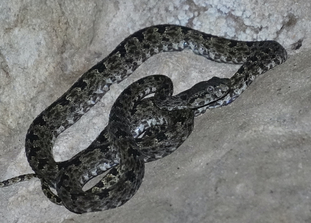 Vang Vieng lance-headed pit viper from Province de Vientiane, Laos on ...
