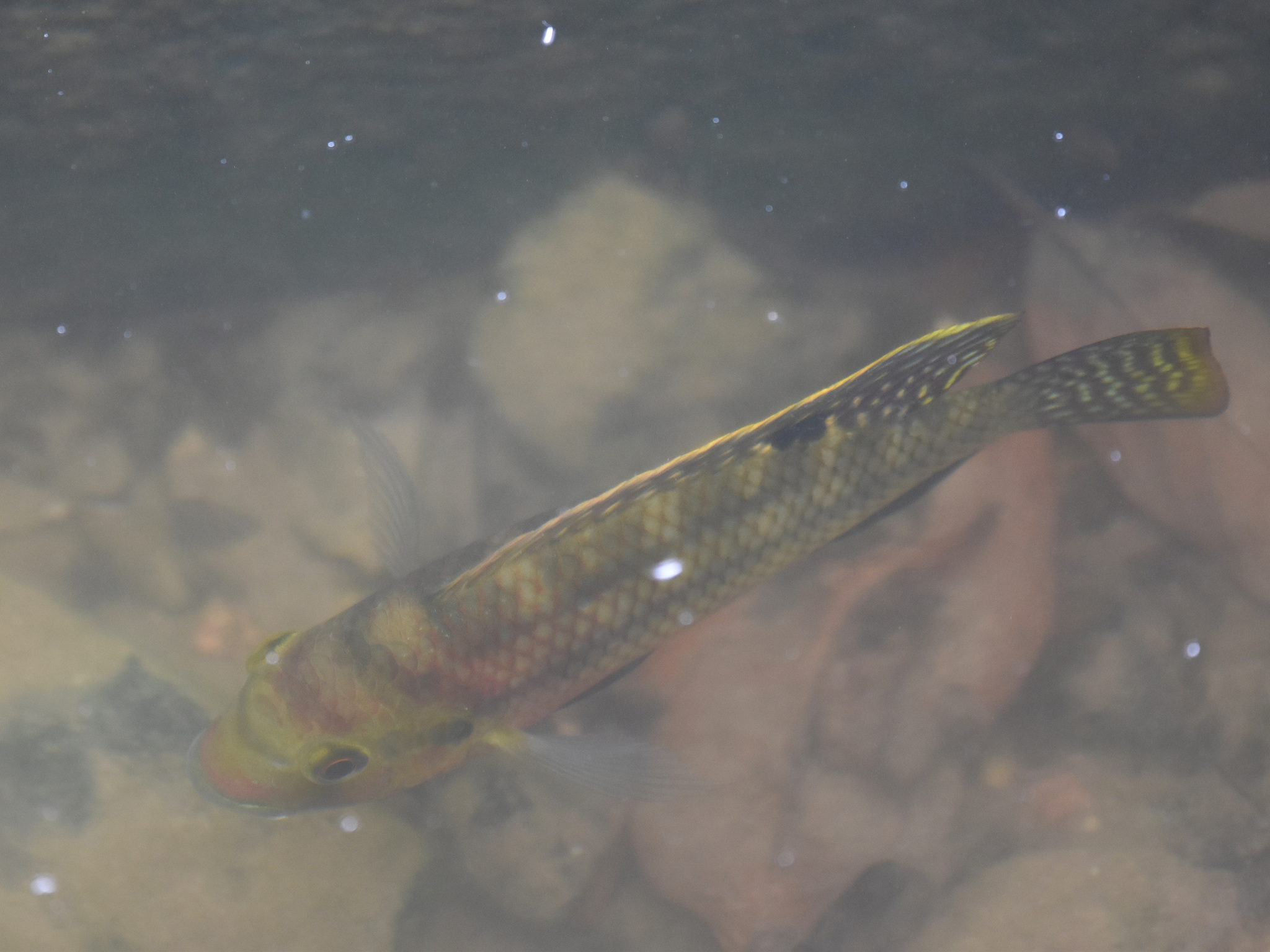 Coptodon zillii (Gervais, 1848)