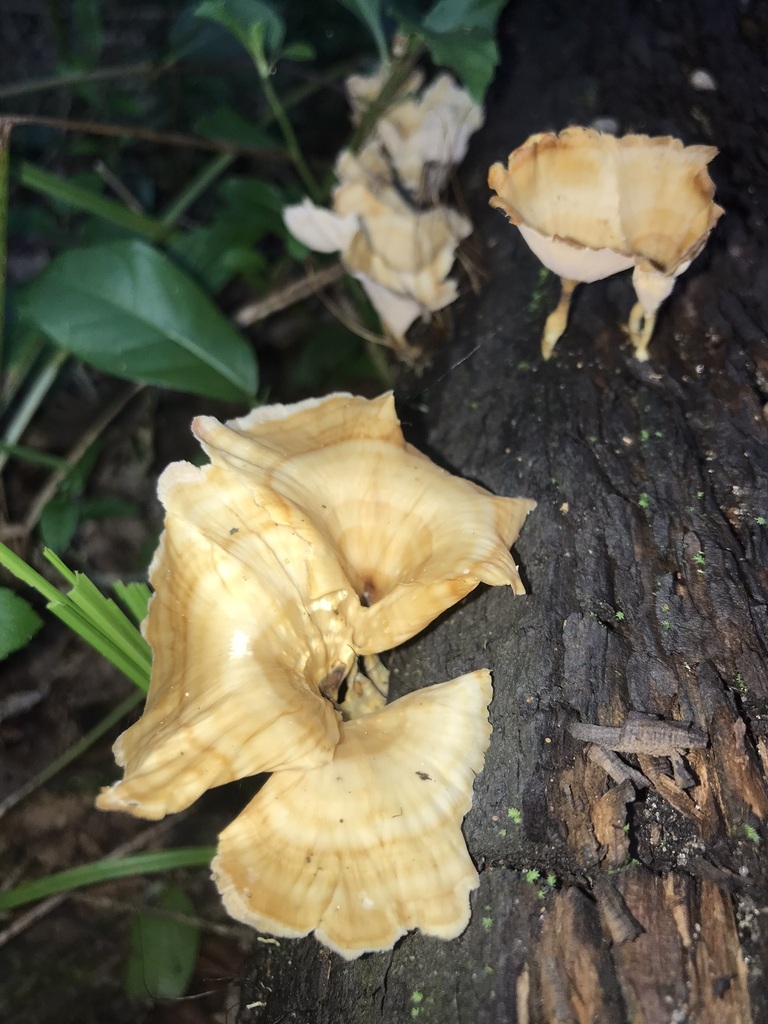 Cotylidia from El Palmar, Colón, Entre Ríos, Argentina on April 30 ...