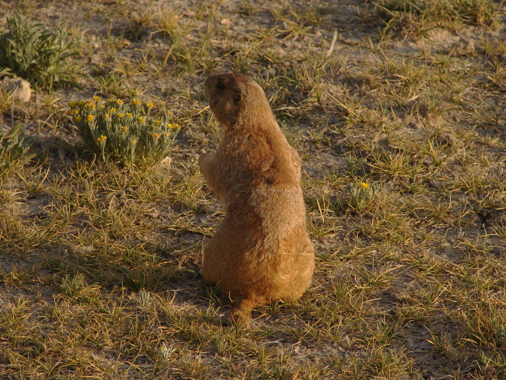 Mexican Prairie Dog from Concepción del Oro, Zac., México on April 05 ...