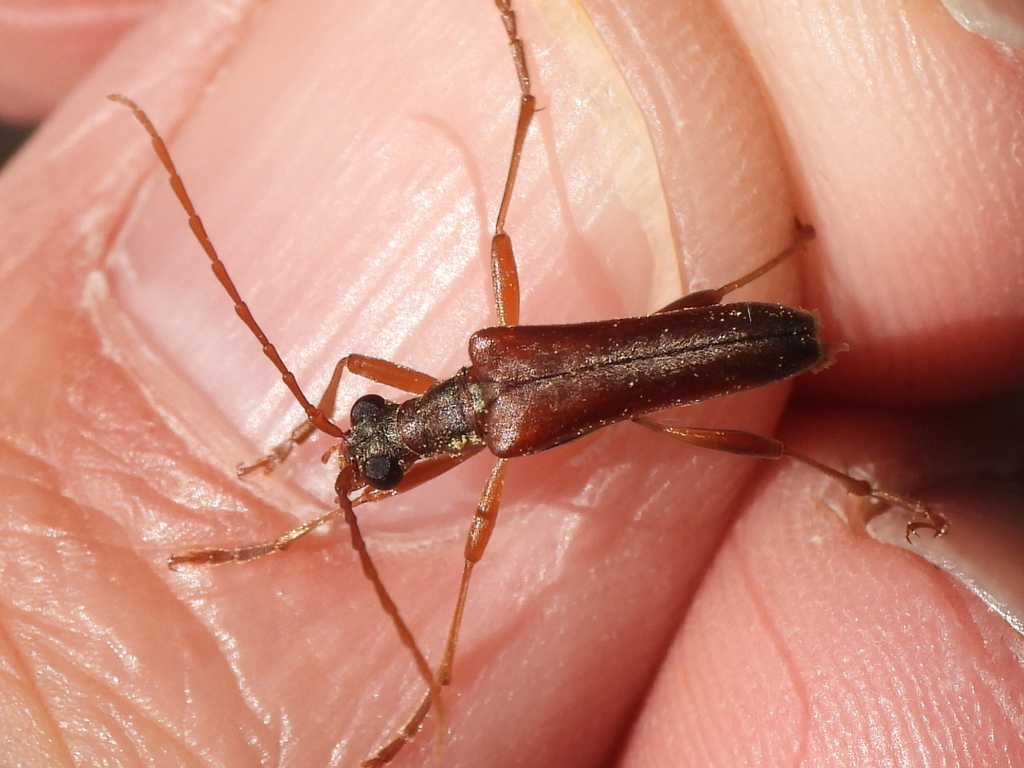 Stenocorus cinnamopterus from Weatherford, TX, USA on April 30, 2023 at ...